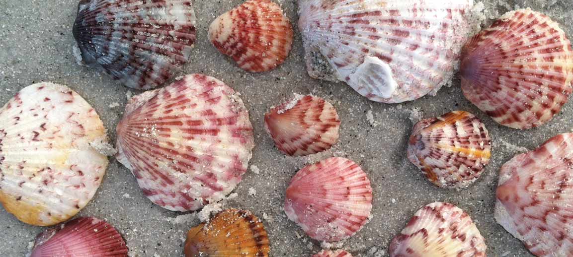 Shelling Is in Season at Sundial Beach Resort & Spa : Sundial Beach ...