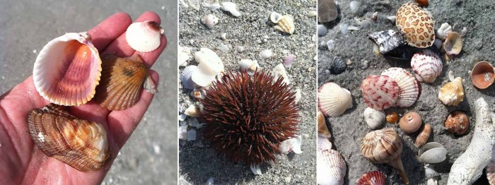 Shelling Is in Season at Sundial Beach Resort & Spa : Sundial Beach ...