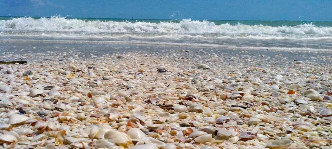 Celebrate National Seashell Day on Sanibel Island | Sundial : Sundial ...