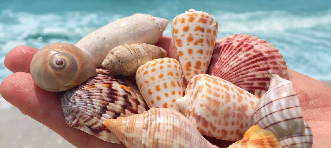 Don’t Forget National Seashell Day - Sundial Beach Resort : Sundial ...