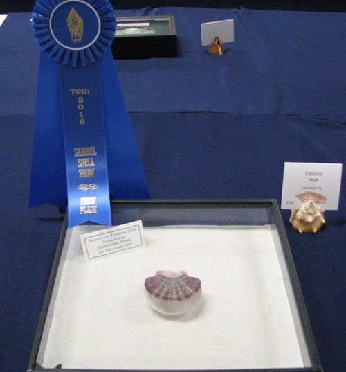 The 80th Annual Sanibel Shell Festival - Sundial Beach Resort & Spa ...