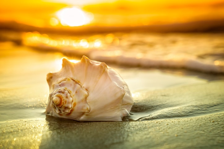The 80th Annual Sanibel Shell Festival - Sundial Beach Resort & Spa ...