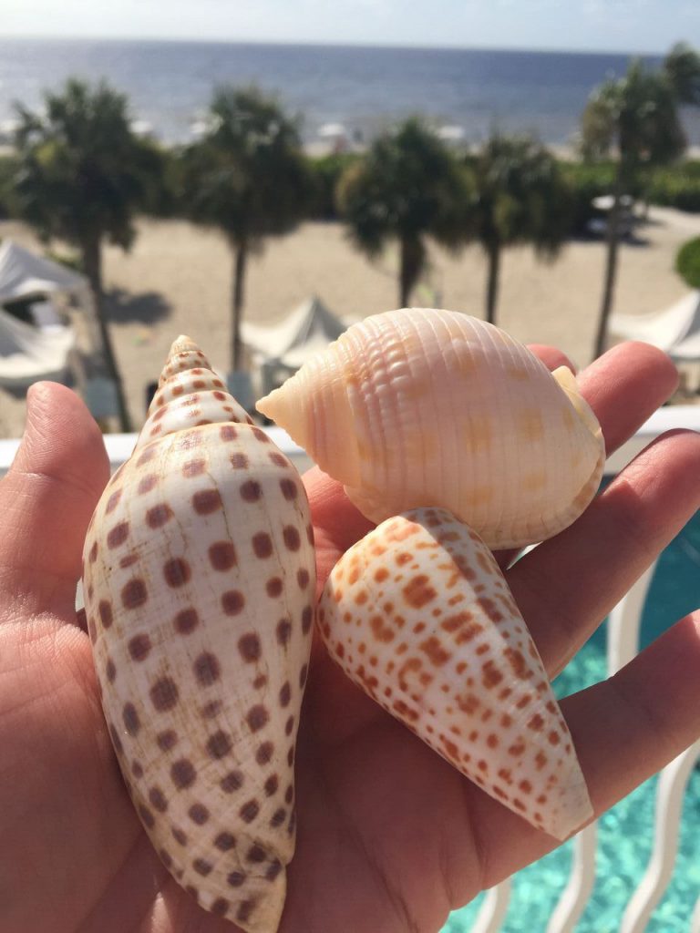 National Seashell Day - Know Your Shells - Sundial Beach Resort & Spa ...