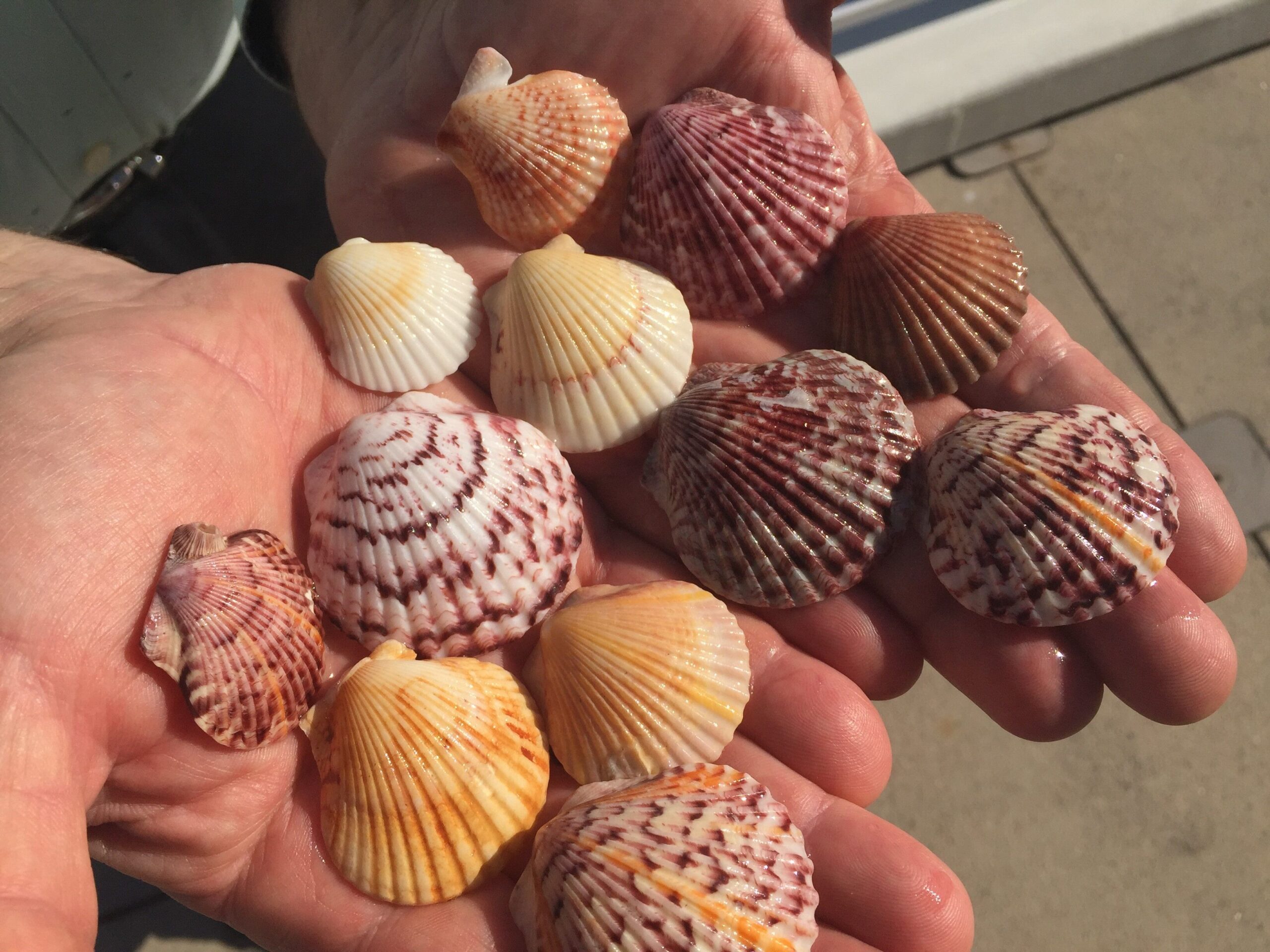 Shelling Finds at Sundial - Sundial Beach Resort & Spa - Sanibel Island ...