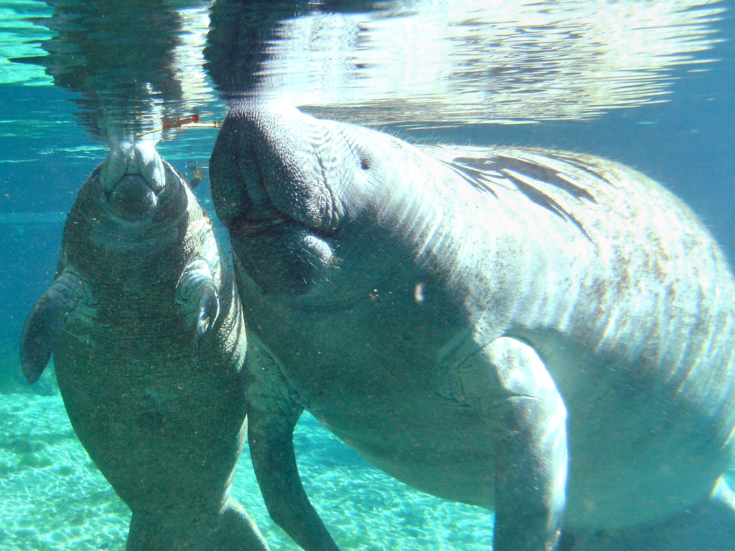 Manatee Appreciation on Sanibel Island - Sundial Beach Resort & Spa ...