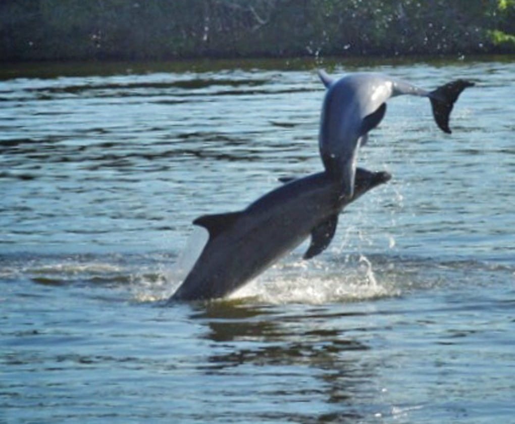 Celebrating National Dolphin Day - Sundial Beach Resort & Spa - Sanibel ...