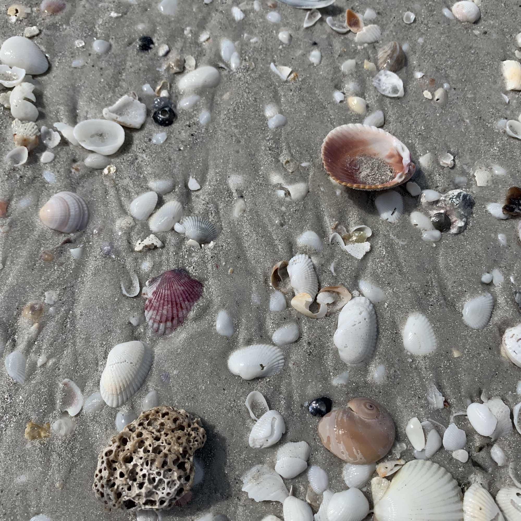 Enter the #ShoreShellShare Contest - Sundial Beach Resort & Spa ...