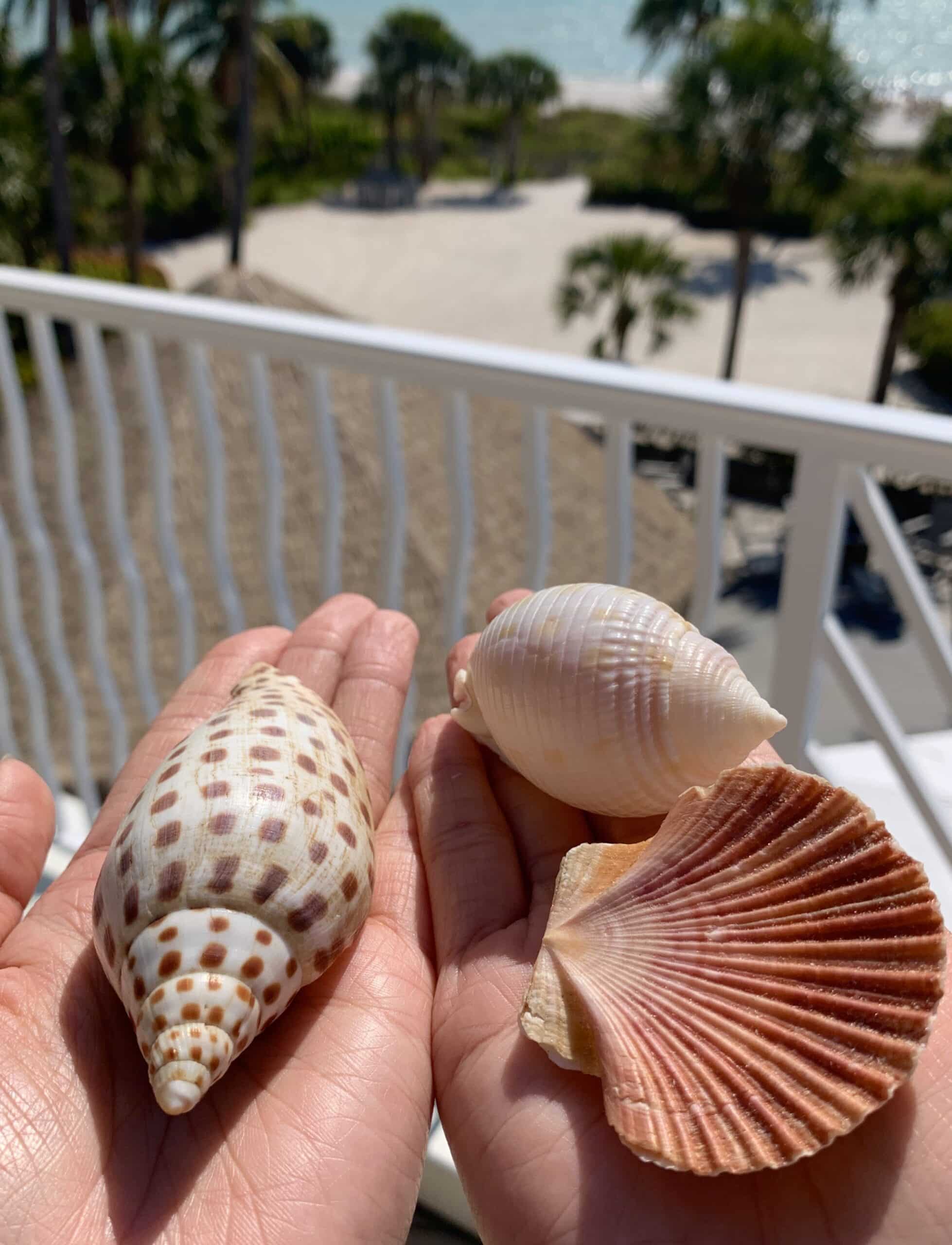 Shell Crafts for Kids and Families - Sundial Beach Resort & Spa ...