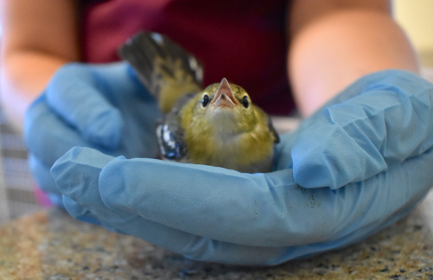 Sanibel Songbirds Visit in Spring - Sundial Beach Resort & Spa ...