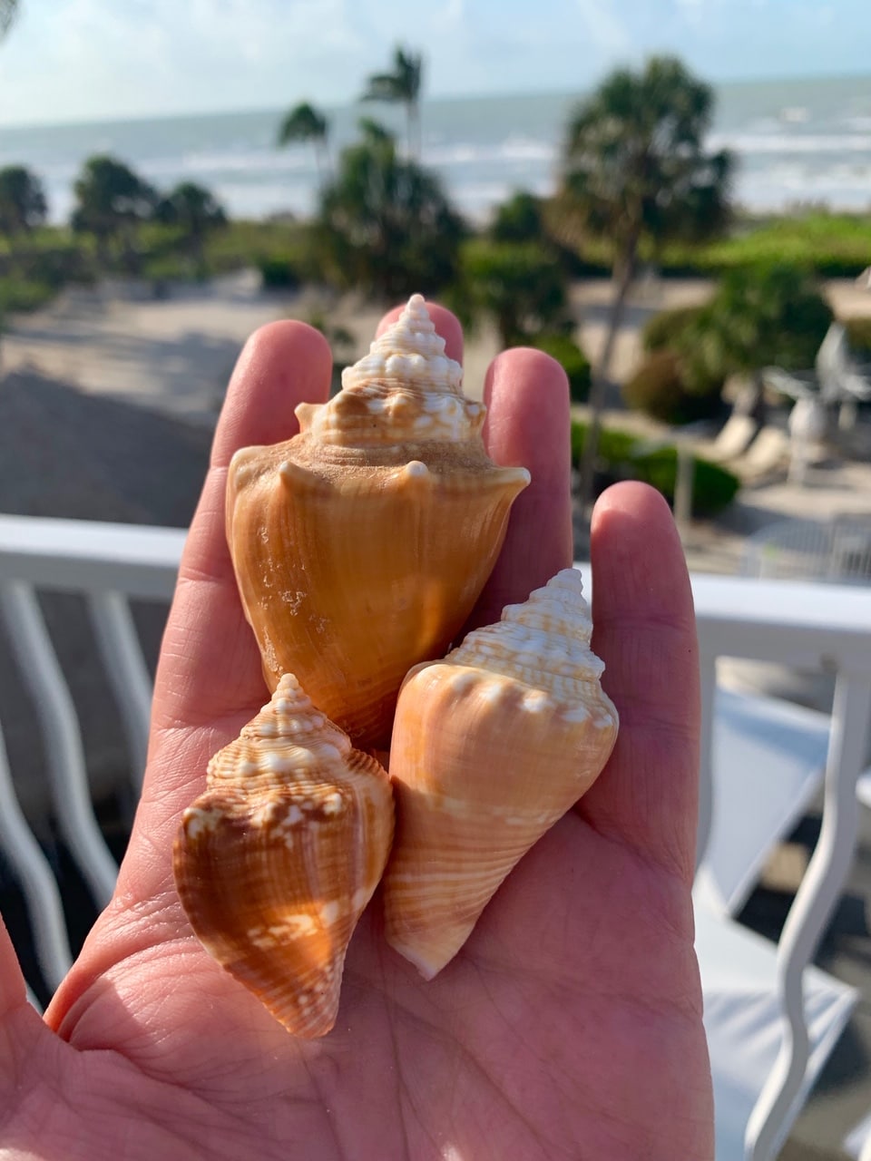 Finding the Fighting Conch - Sundial Beach Resort & Spa - Sanibel ...