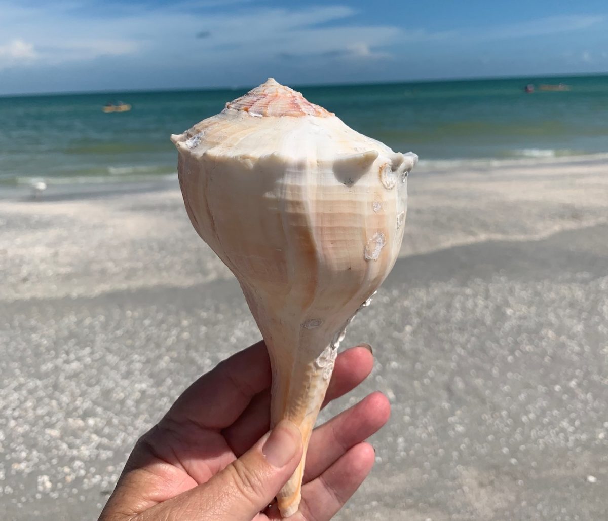 Commonly Found Shells on Sanibel Island - Sundial Resort : Sundial ...