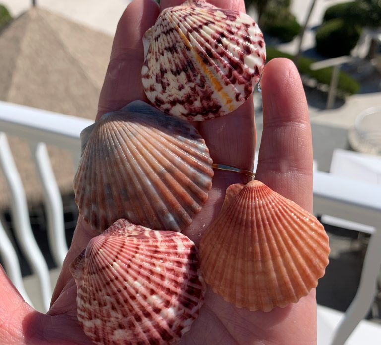 Commonly Found Shells on Sanibel Island - Sundial Resort : Sundial ...