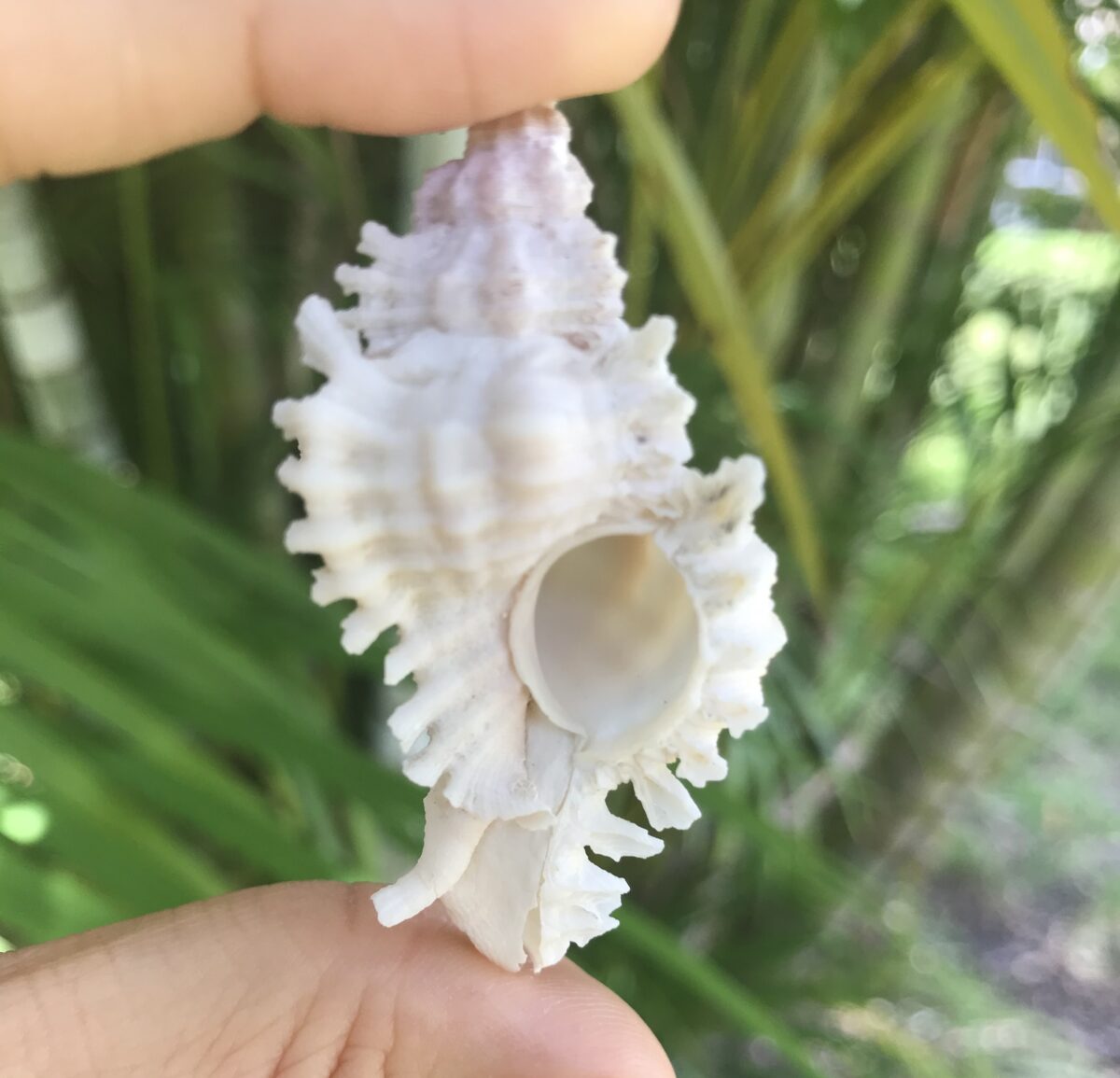 Celebrate National Seashell Day - Sundial Resort, Sanibel Island ...