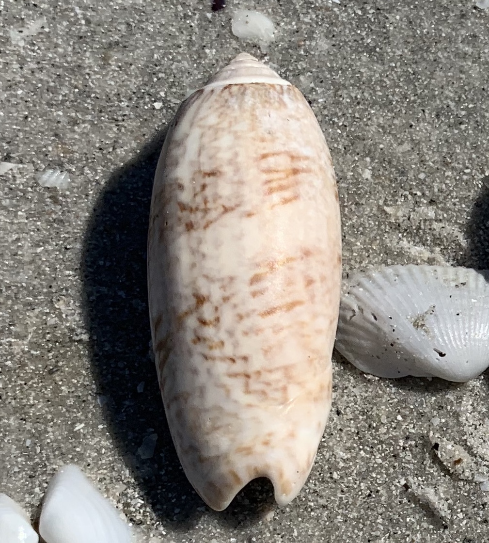 Celebrate National Seashell Day - Sundial Resort, Sanibel Island ...