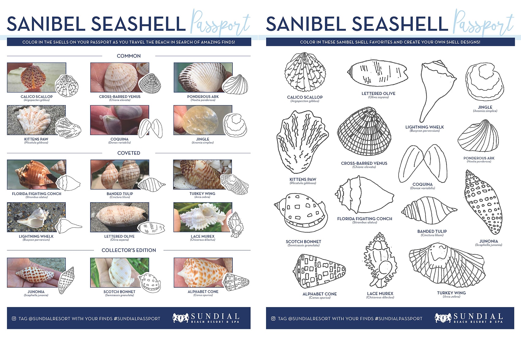 Celebrate National Seashell Day - Sundial Resort, Sanibel Island ...