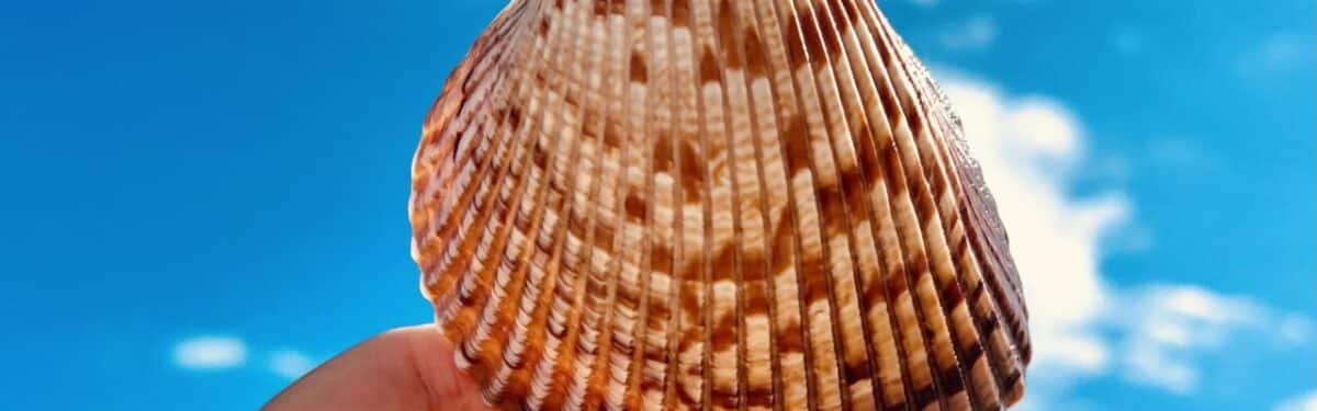 National Seashell Day 2022 - Sundial Resort, Sanibel Island, FL ...