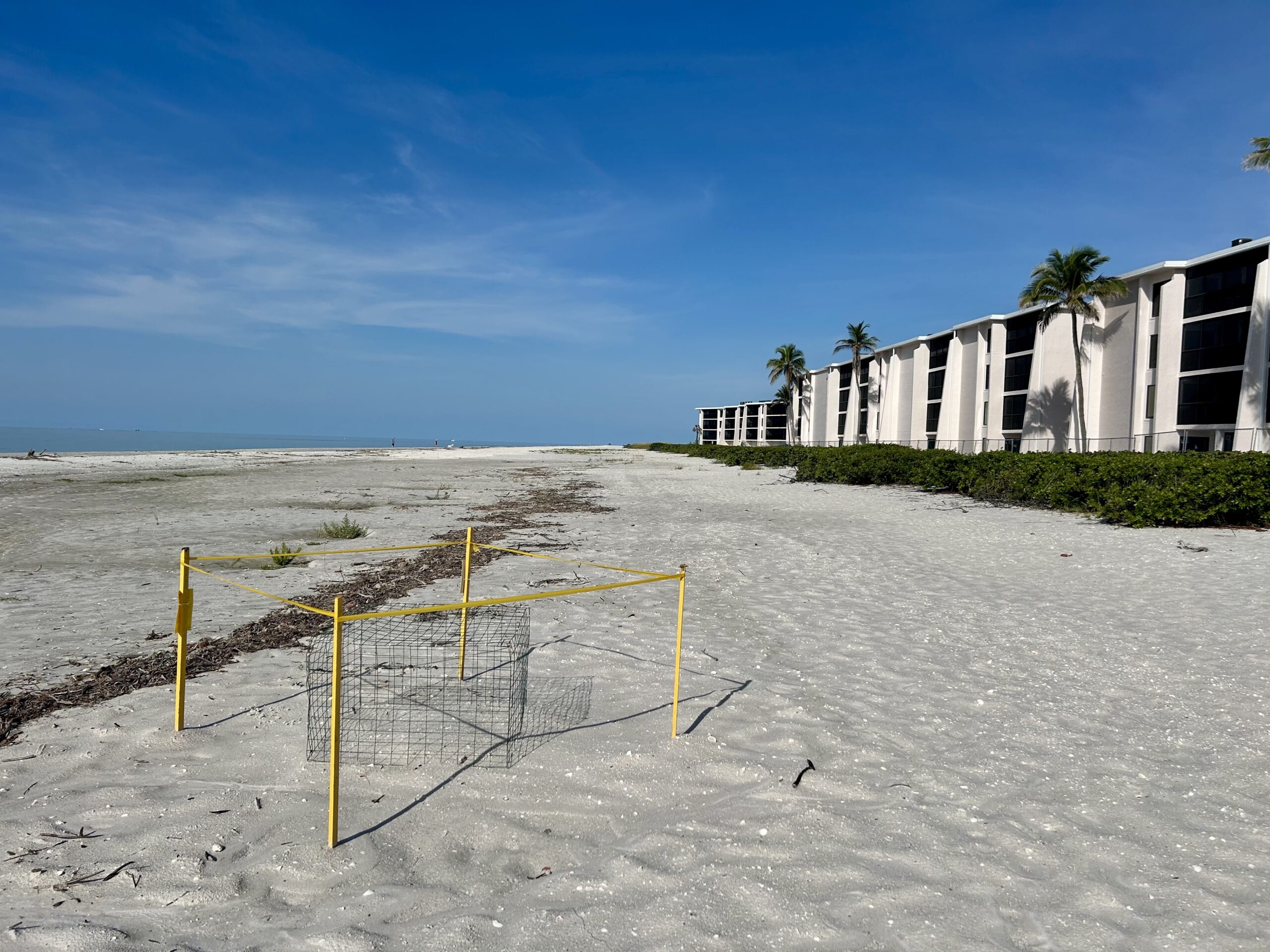 Early Excitement: 2025 Sea Turtle Nesting Season at Sundial - Sundial ...